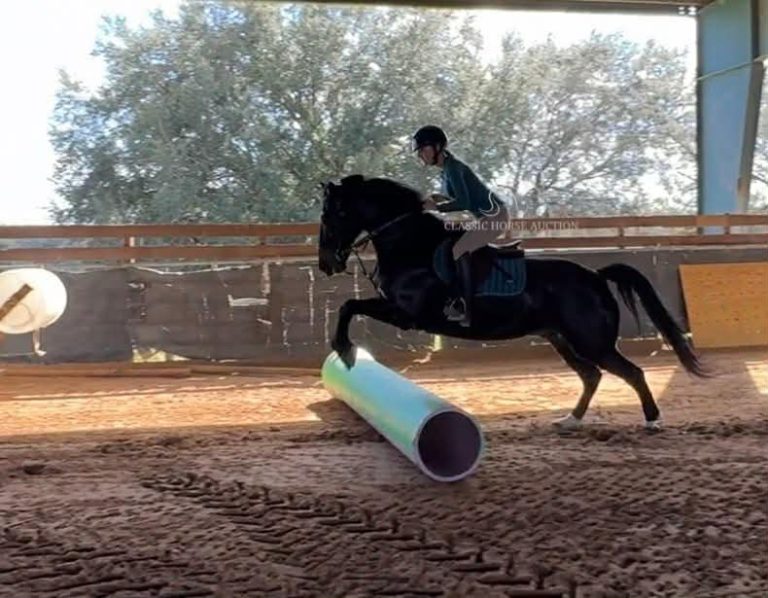 Friesian Morgan Cross Gelding for Sale | Dino