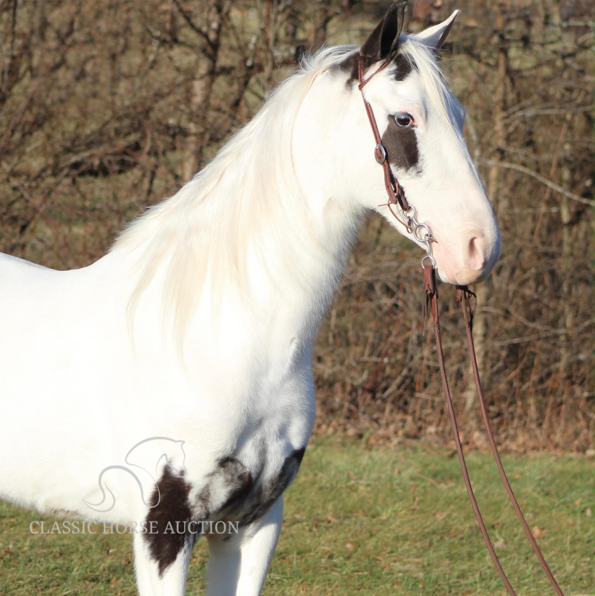Spotted Saddle Horse Gelding for Sale | Cherokee