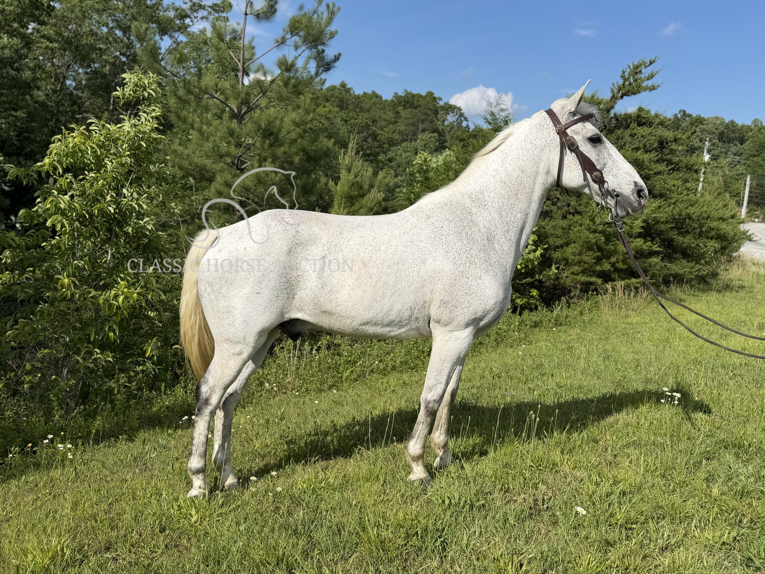 Gray Trail Gaited Gelding for Sale – Gus